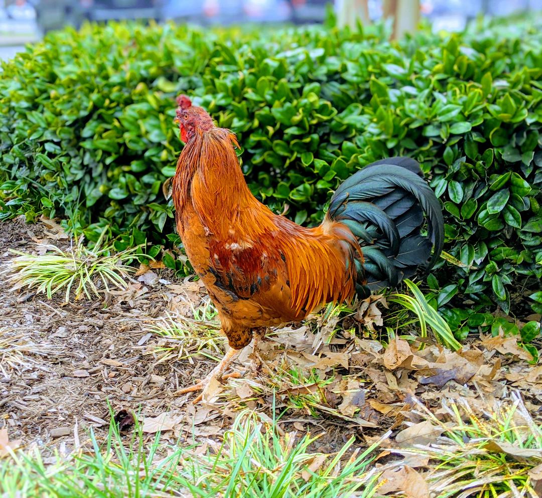 Blue Ridge Georgia Blue Ridge Scenic Railway